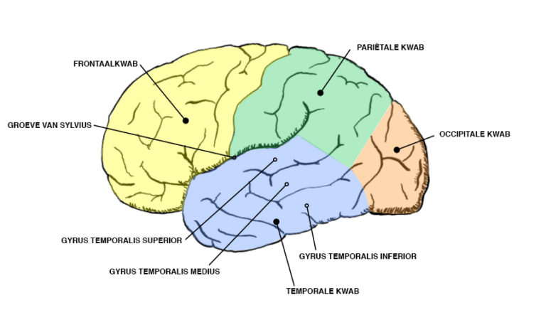 Attentional bias - Webanalisten.nl